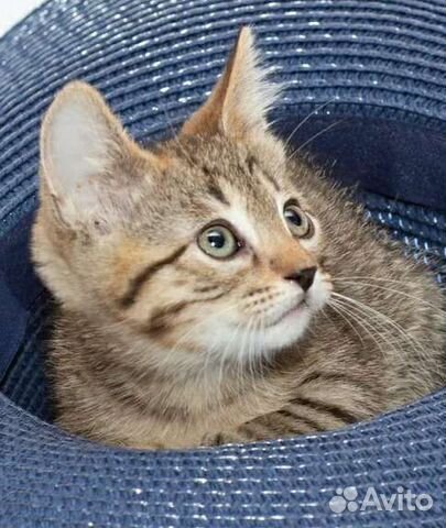 Маленькой Тиграше нужна мама