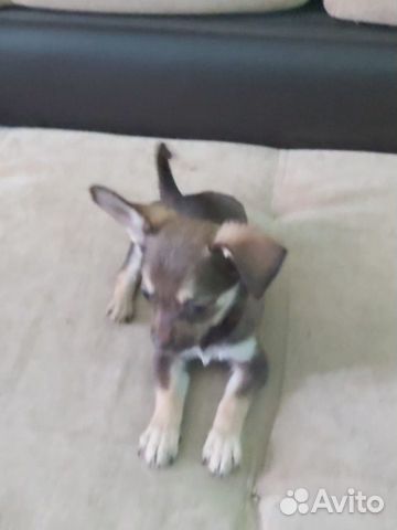 Щенки чихуахуа