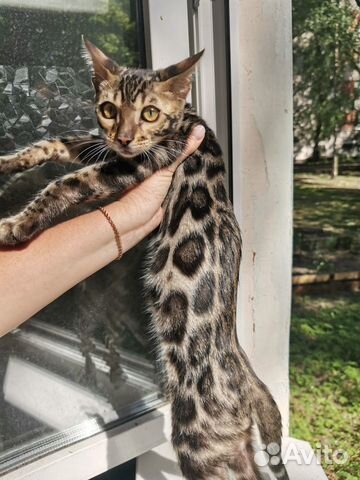 Бенгальские котята