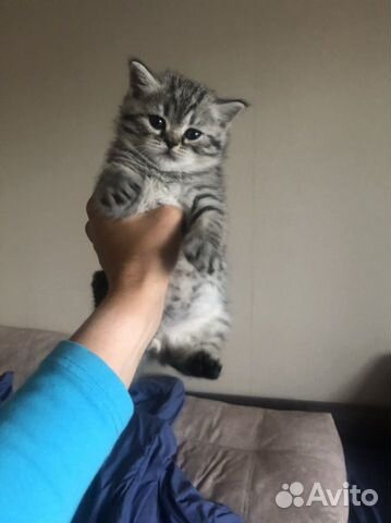 Продам британских мраморных котят