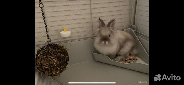 Карликовый кролик породы “Minor ангорский»