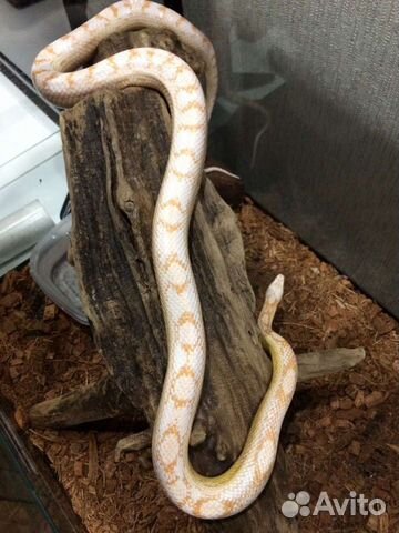 Змея Маисовый полоз Amel