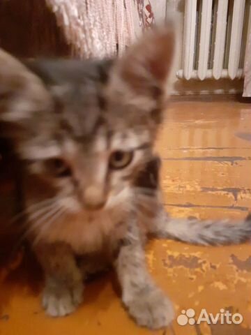 Кошка