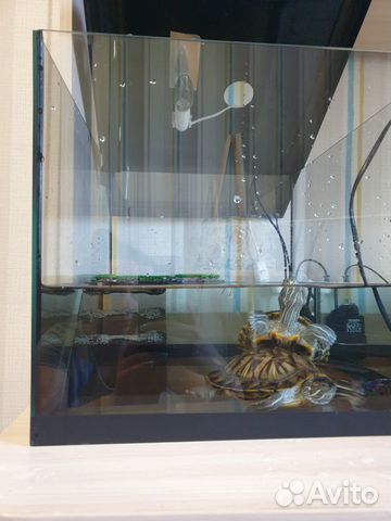 Отдам 2 красноухих черепах