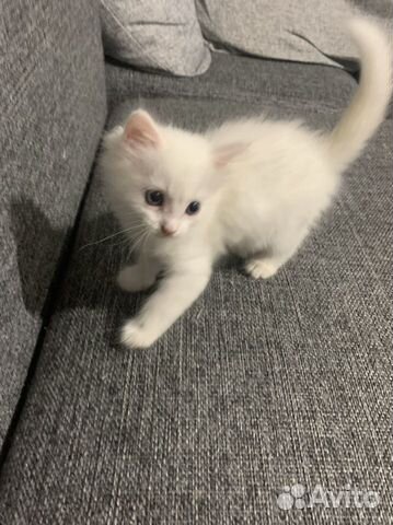 Кефир и конфетка)