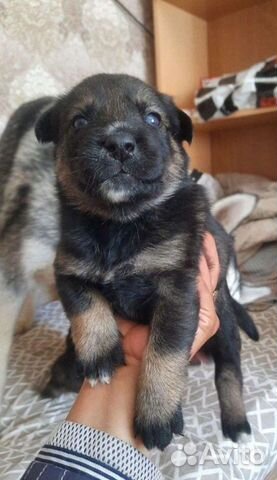 Щенок хаски