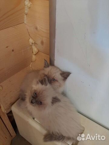 Малыши Маскарадной кошки, от породистого кота