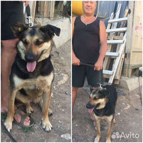 Собака в добрые руки овчарка