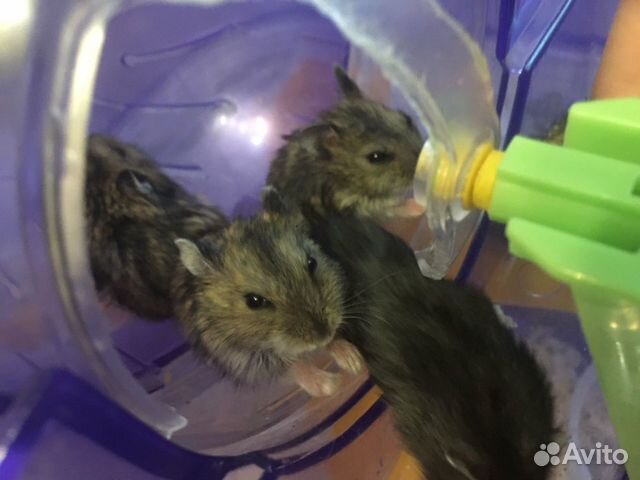 Джунгарский хомяк