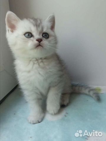 Серебристая красотка ns11