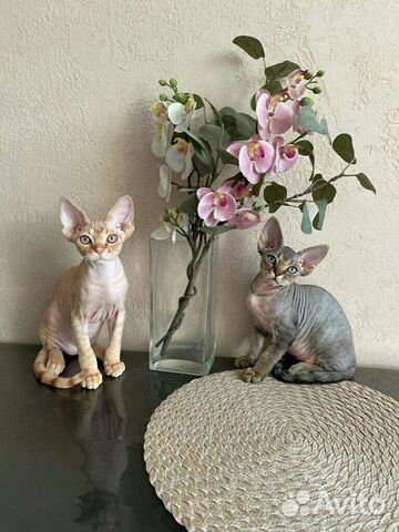 Котята девонята
