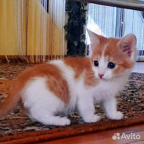 Котенок Толик в заботливые ручки