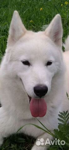 Шикарная шерсть Хаски