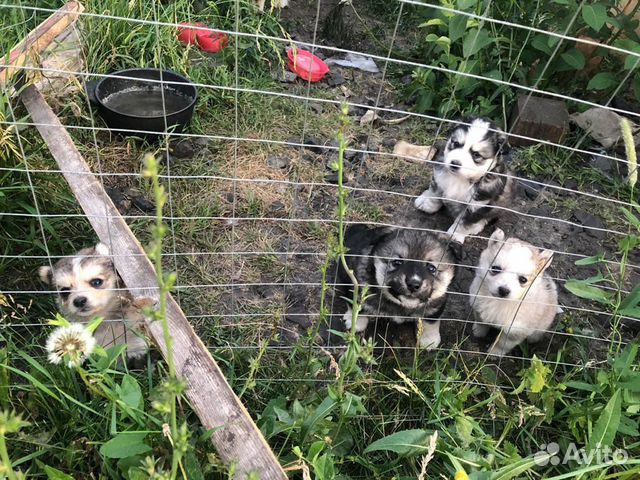 Отдам в добрые руки щенят. Мама помесь хаски и дво