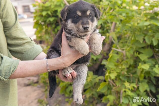 Щенок Ария 2 мес, привита, буде чуть выше колена