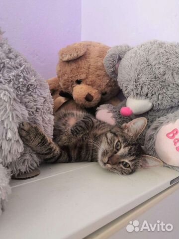 Котенок, кошка