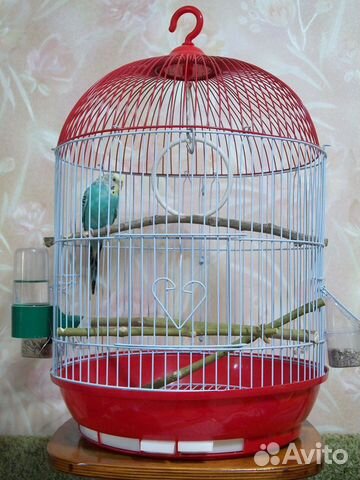 Волнистый попугай с клеткой