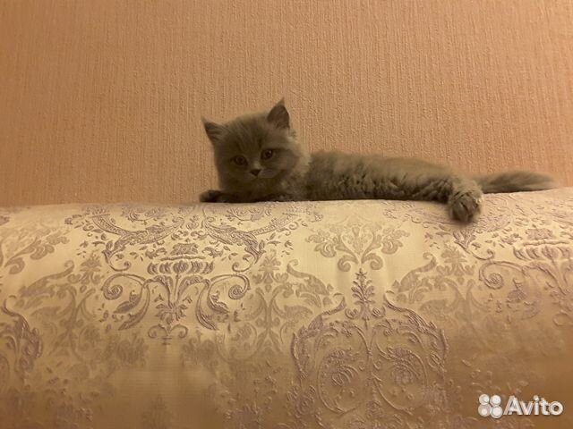 Котятки колорики и голубого окрасов