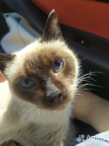 Великолепный сиамский кот Пабло