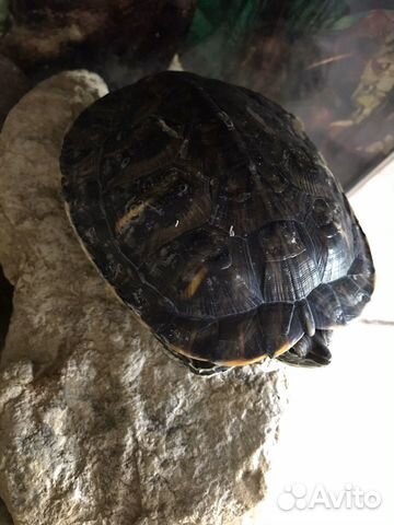 Черепаха