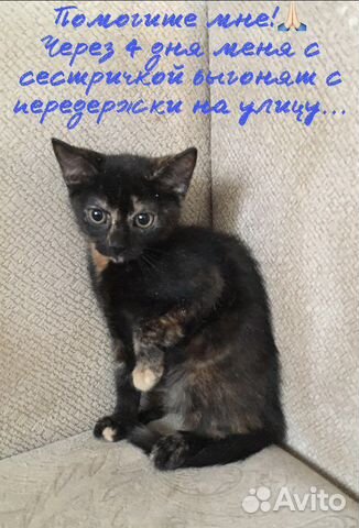 Котенок, девочка Мышка ищет папмам