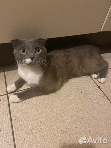 Отдам молодую кошечку в добрые руки