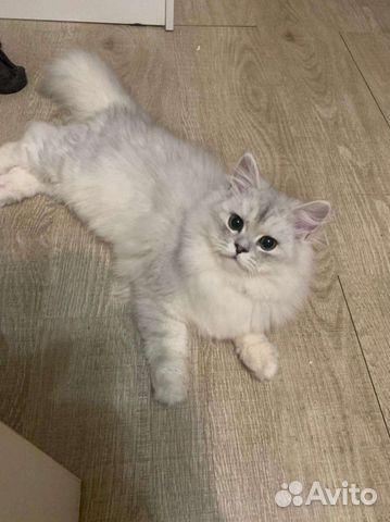 Персидская шиншилла