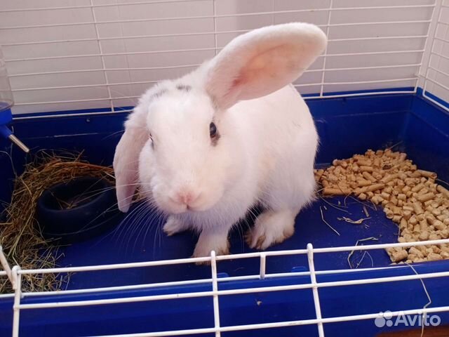 Декоративные кролики вислоухие