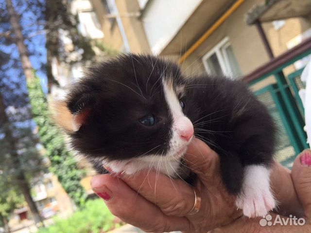 Котёнок трёхцветный 3 недели