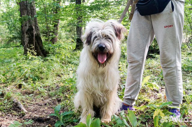 Ищет дом не крупный пёсик Вили