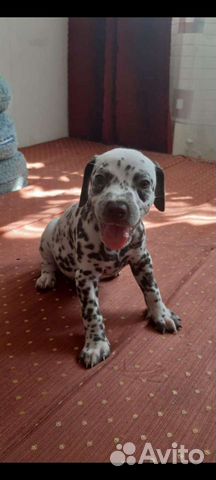 Далматинец