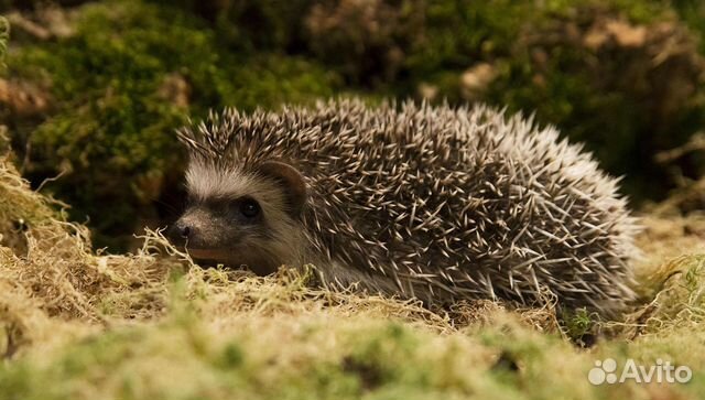 Африканский карликовый еж