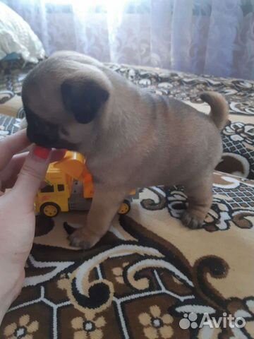 Мопс