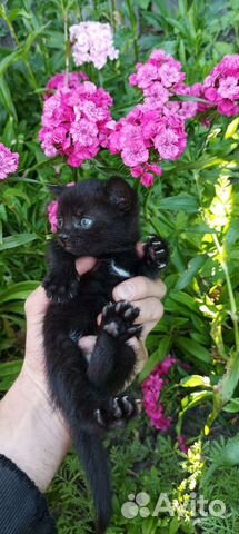 Котëнок в добрые руки
