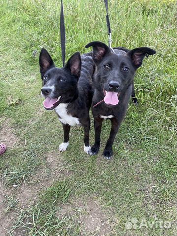 Дорога домой длиною 7 месяцев ищем дом