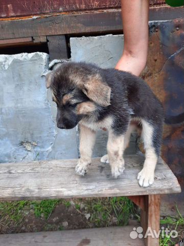 Щенки восточноевропейской овчарки