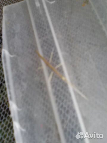 Анамский палочник малыши