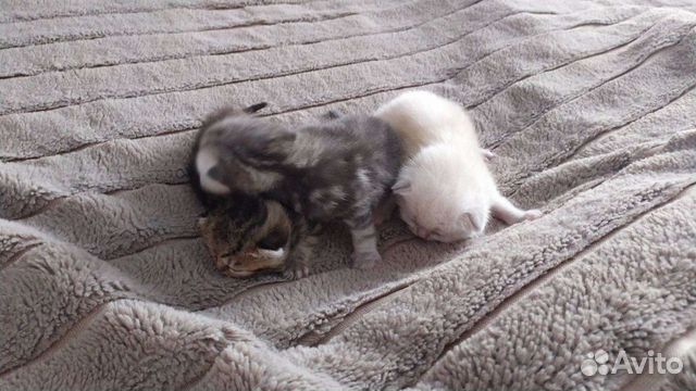 Шотландские котята
