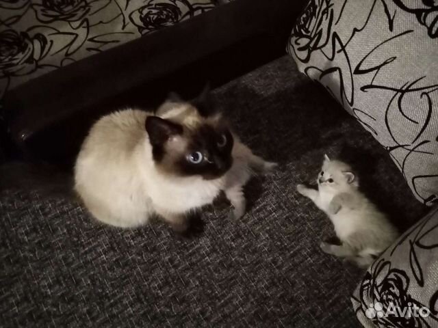 Котята тайские 2 штуки