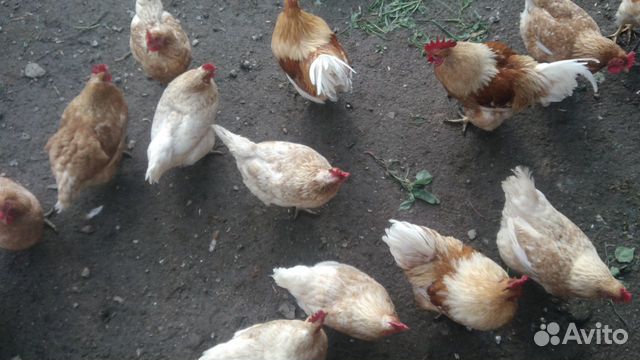 Инкубационное яйцо, цыплята