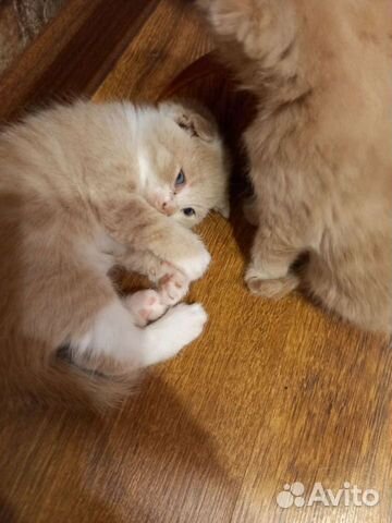 Шотландские вислоухие котята