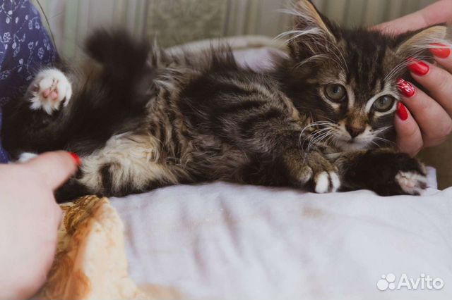 Котенок в добрые руки в дар