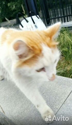 Котик нуждается в доме