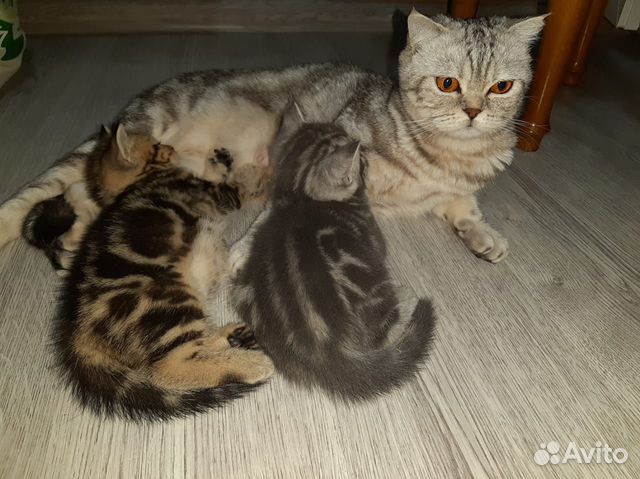 Шотландская