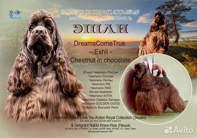 Вязка американский кокер спаниель