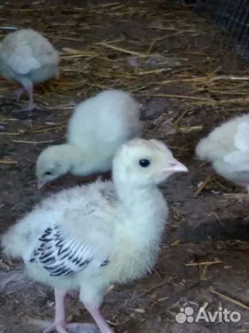 Индюки индюшата