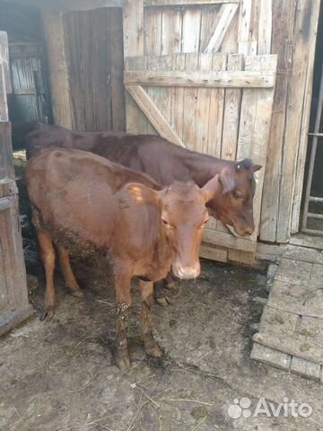 Телки, мясо-молочная порода