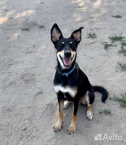 Славная девочка, знает команды, ищет преданную сем