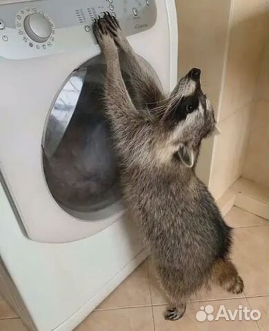 Енот полоскун ручной