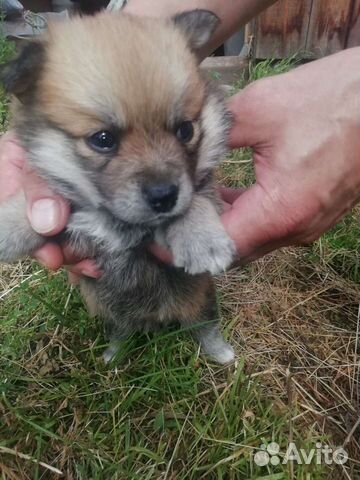 Собака маленькая порода